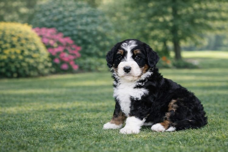 Mini Bernedoodle puppies for sale | Mini Bernedoodle puppy